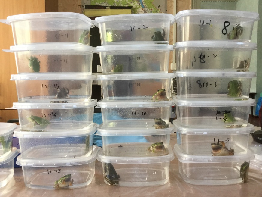 Chernobyl frogs - Frogs & Friends e.V.