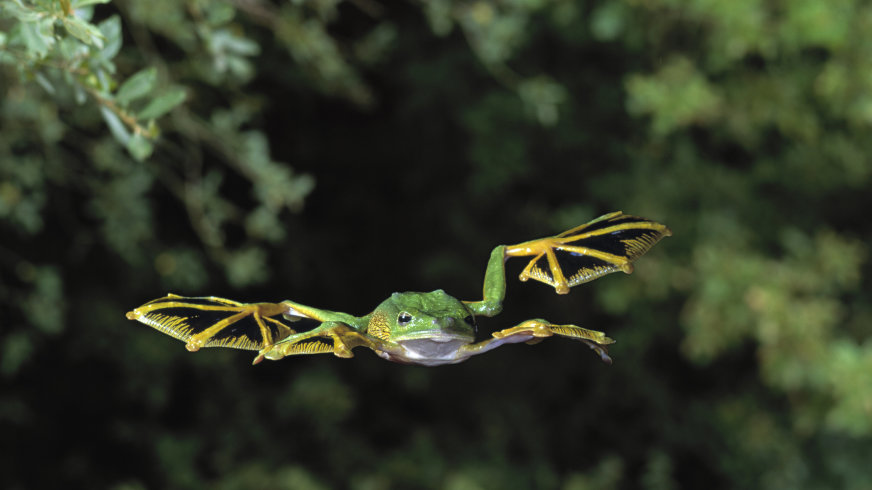 Flying frogs - Frogs & Friends e.V.
