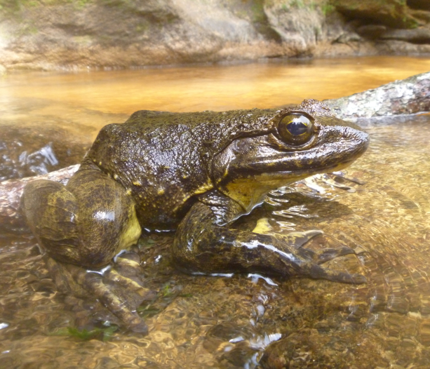 largest frogs