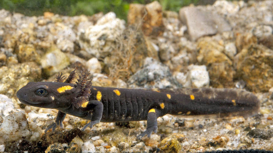 all about fire salamanders