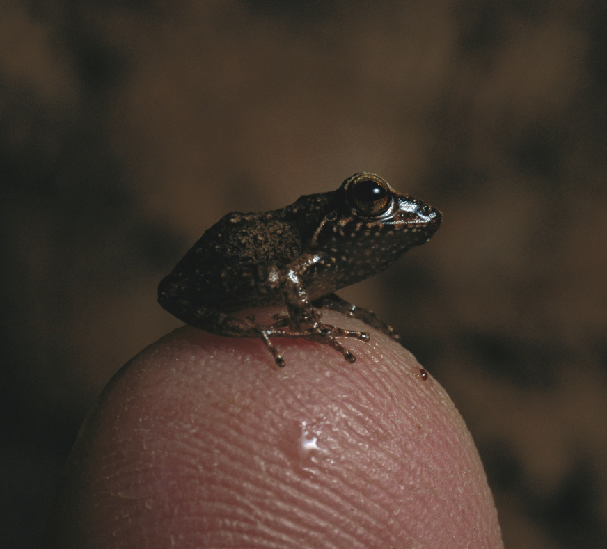 Amphibians: A short introduction - Frogs & Friends e.V.