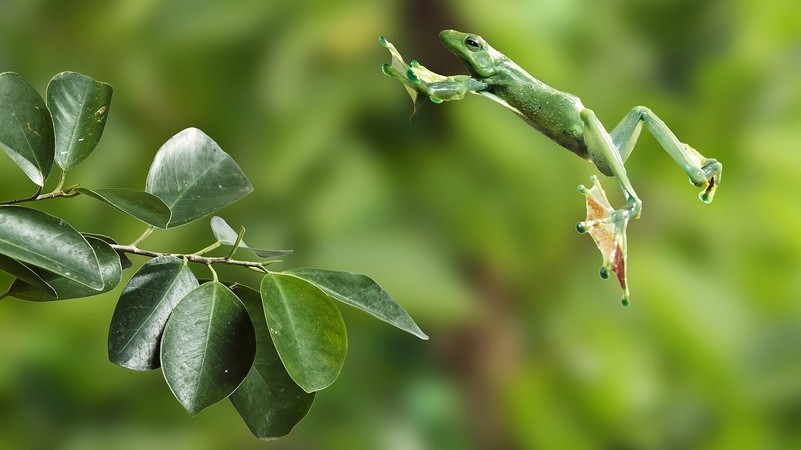 Flying frogs - Frogs & Friends e.V.