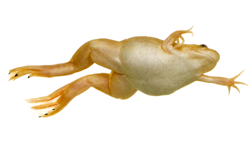 Amphibians: A short introduction - Frogs & Friends e.V.