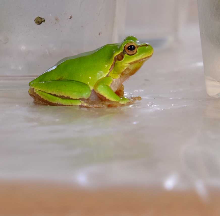 Chernobyl frogs - Frogs & Friends e.V.