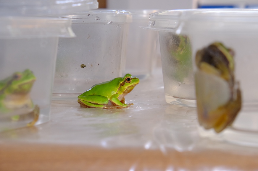 Chernobyl frogs - Frogs & Friends e.V.