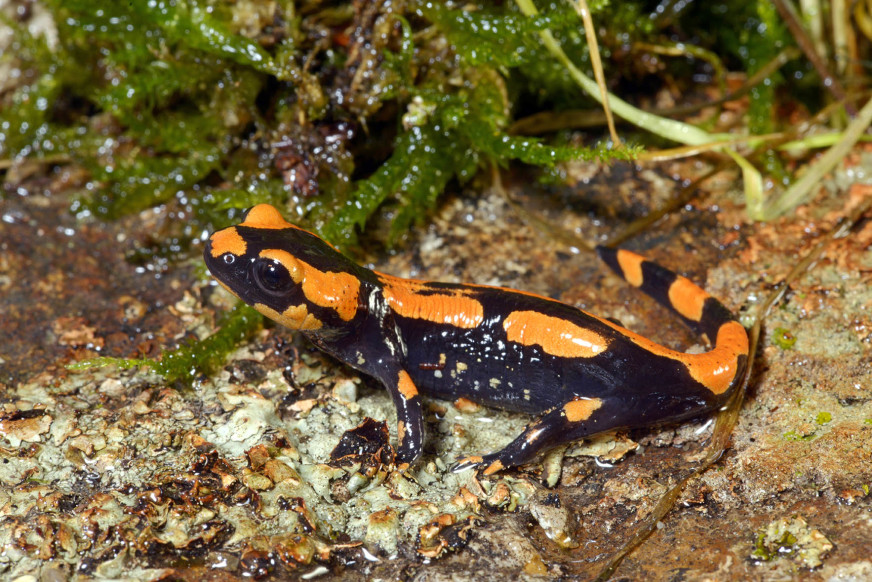 all about fire salamanders
