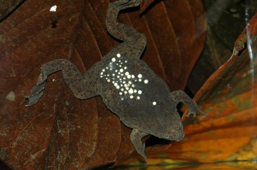 frog birth through back