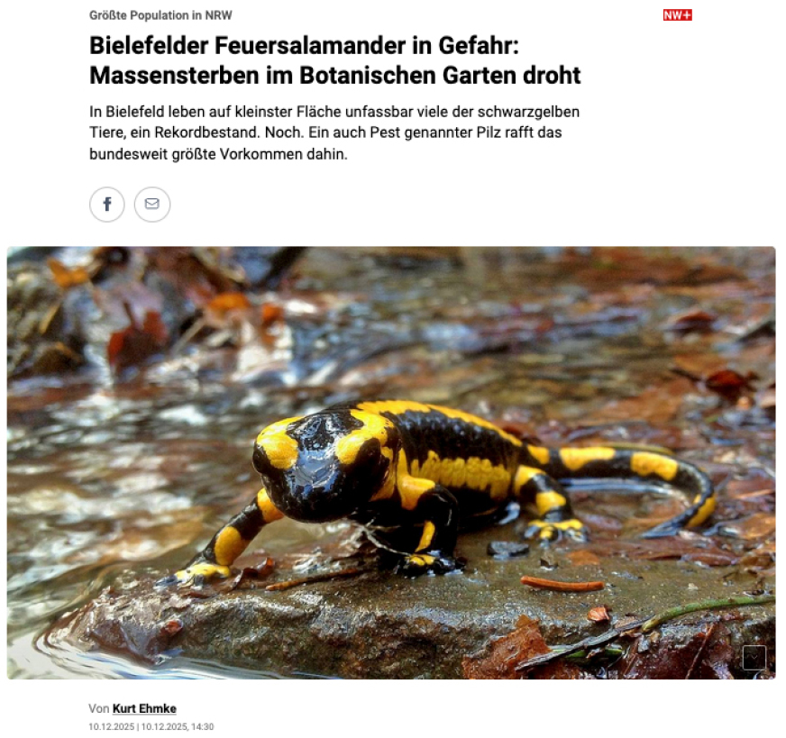 Weihnachtsgruß vom Lurch im Lichtschacht - Frogs & Friends e.V.