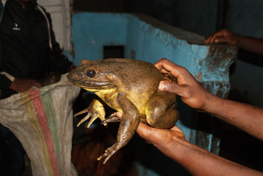 Goliath building ponds - Frogs & Friends e.V.