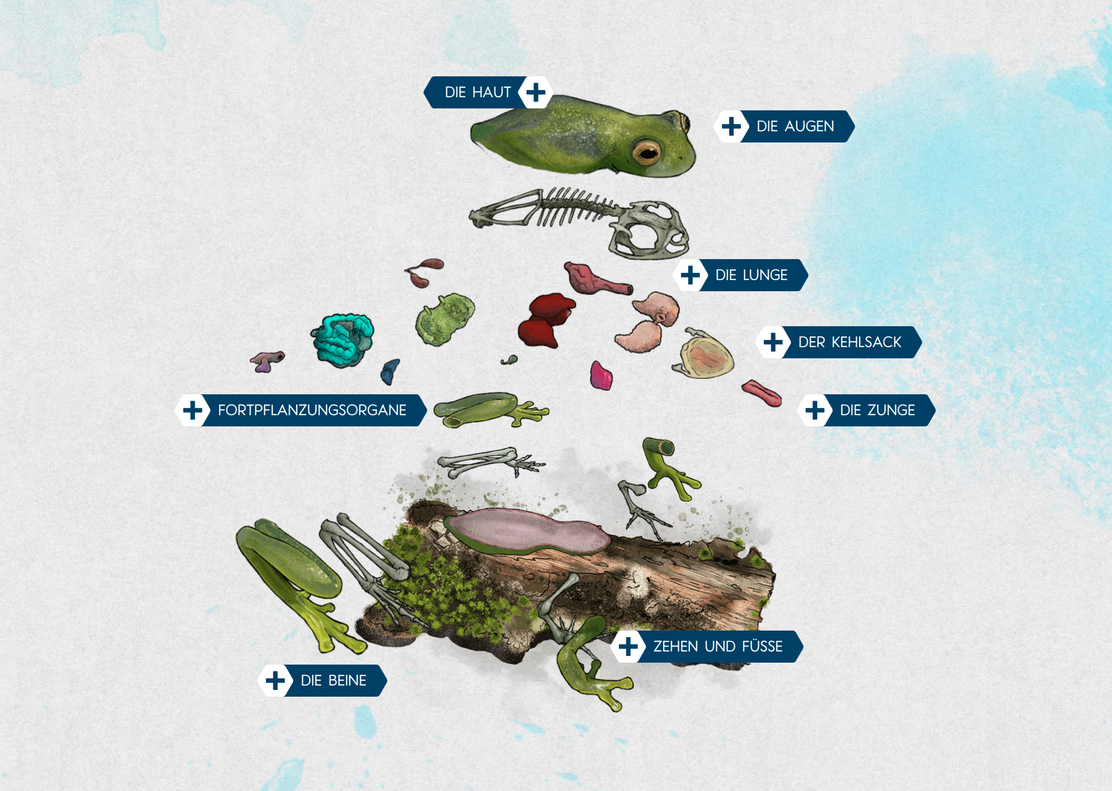 Presse - Frogs & Friends e.V.